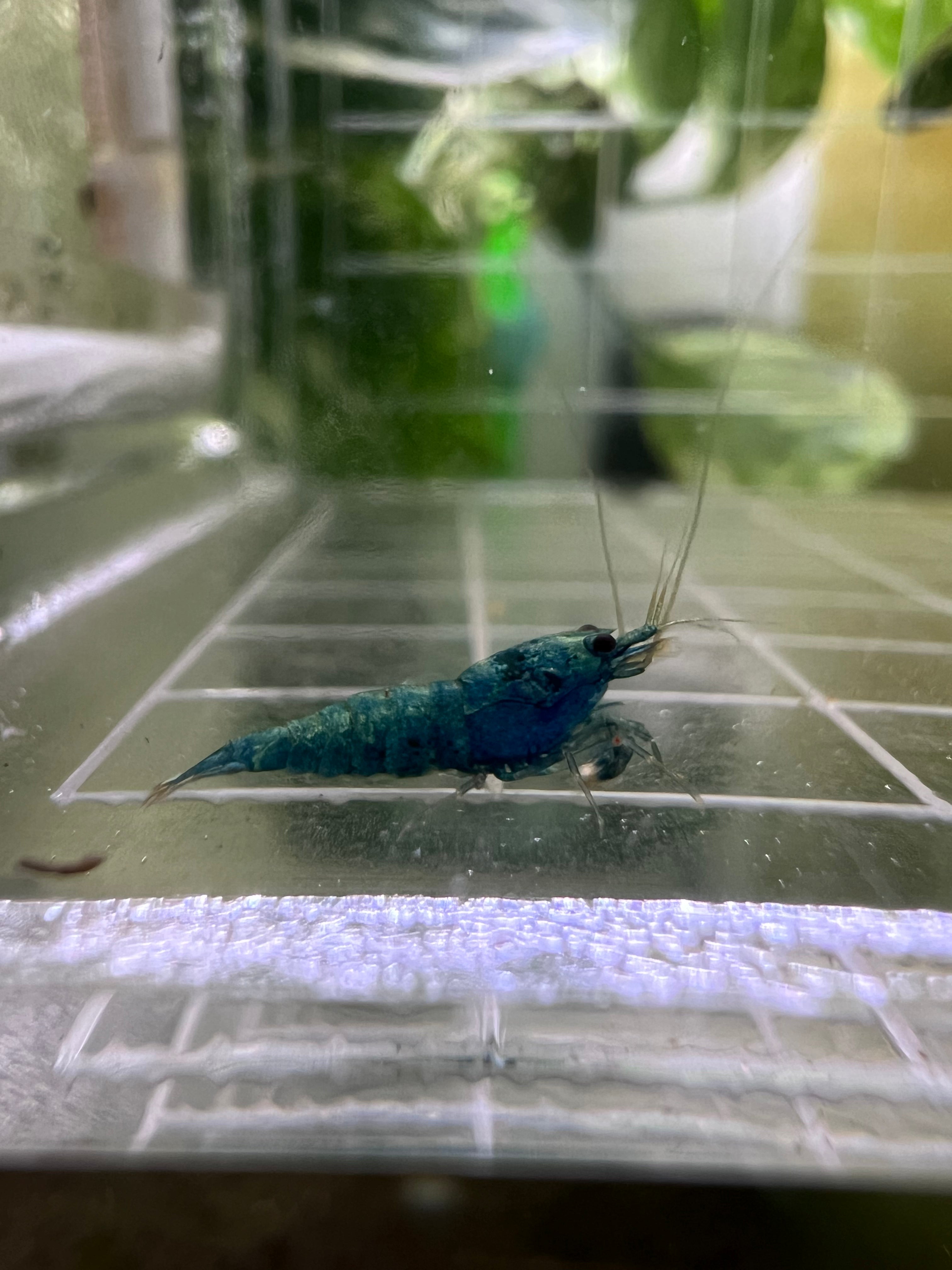 Extreme Blue Bolt – aquaticsforfun